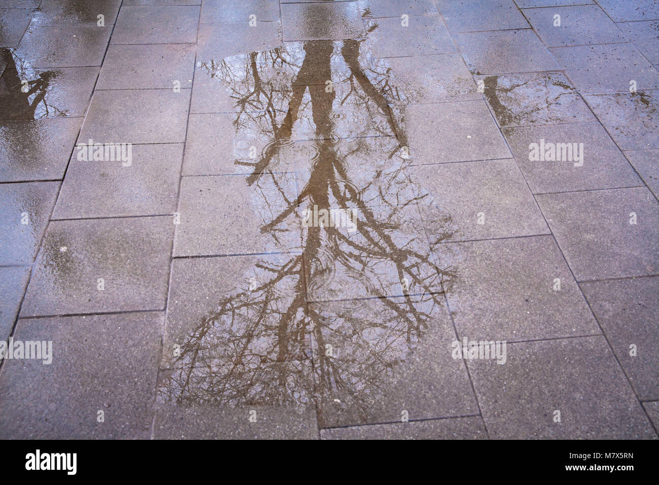 Germany, Cologne, tree is reflected in a puddle. Deutschland, Koeln ...