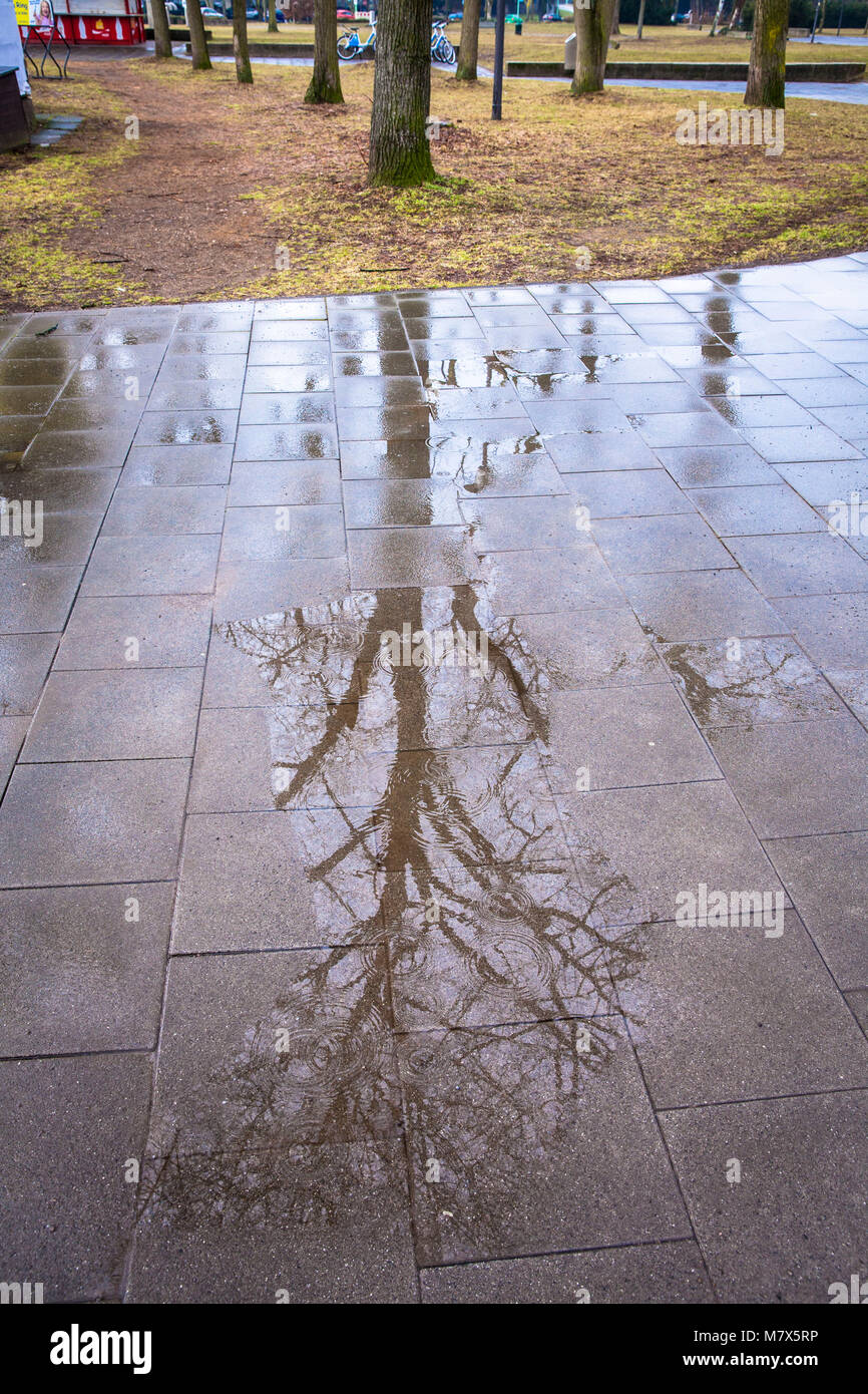 Germany, Cologne, tree is reflected in a puddle. Deutschland, Koeln ...
