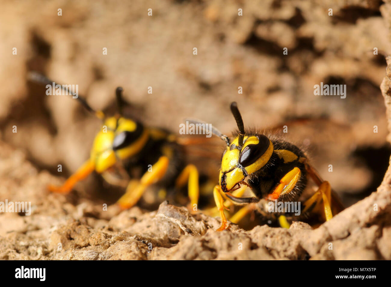 Wasps photographed in Afghanistan ready to fly Stock Photo - Alamy