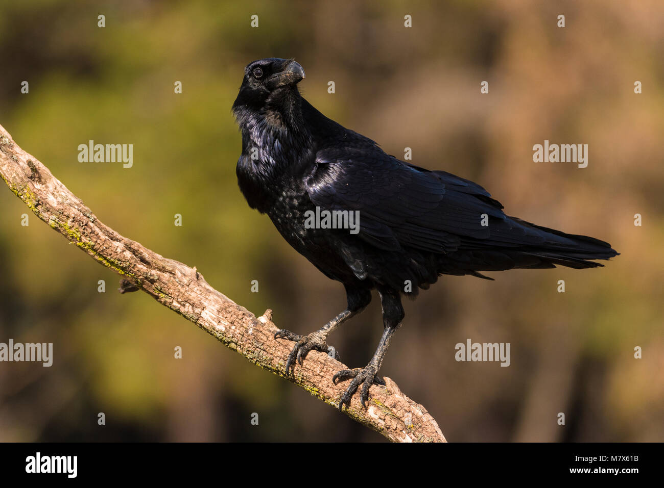 Cuervo Stock Photo - Alamy