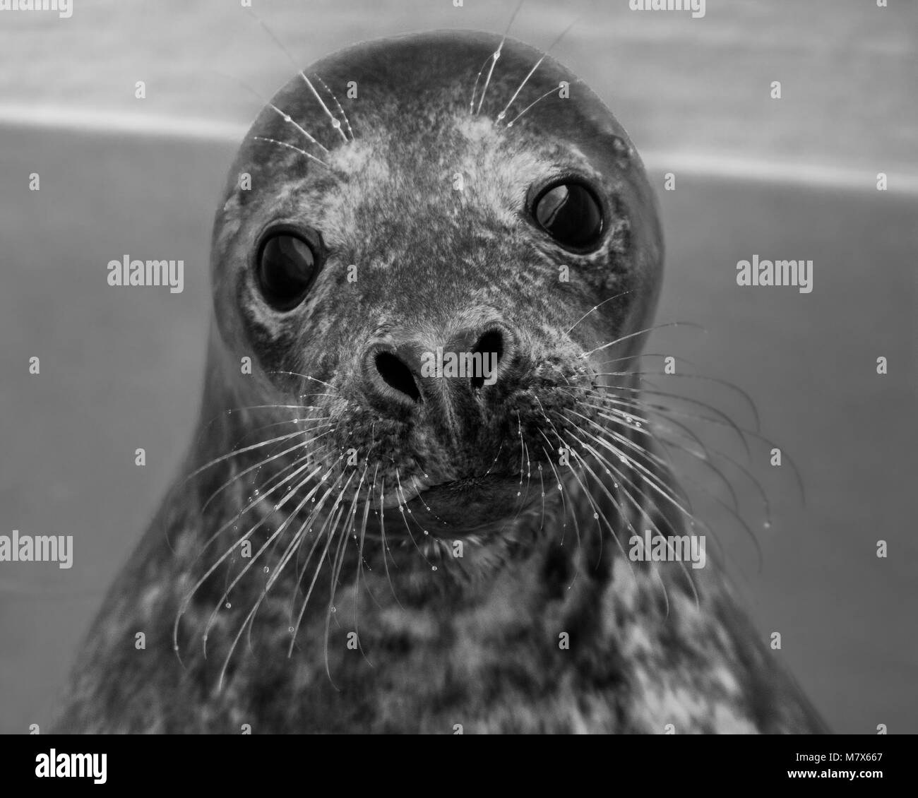 Seal staring right into the camera Stock Photo - Alamy
