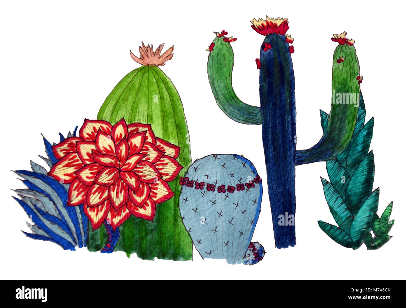 Cacti collection with flowers and other succulents Stock Photo - Alamy