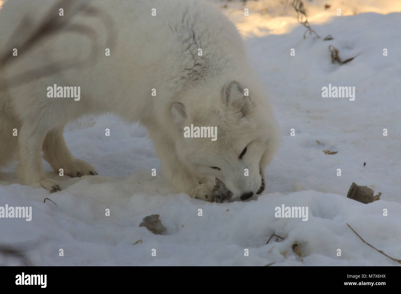 Arctic fox eating winter hi-res stock photography and images - Alamy
