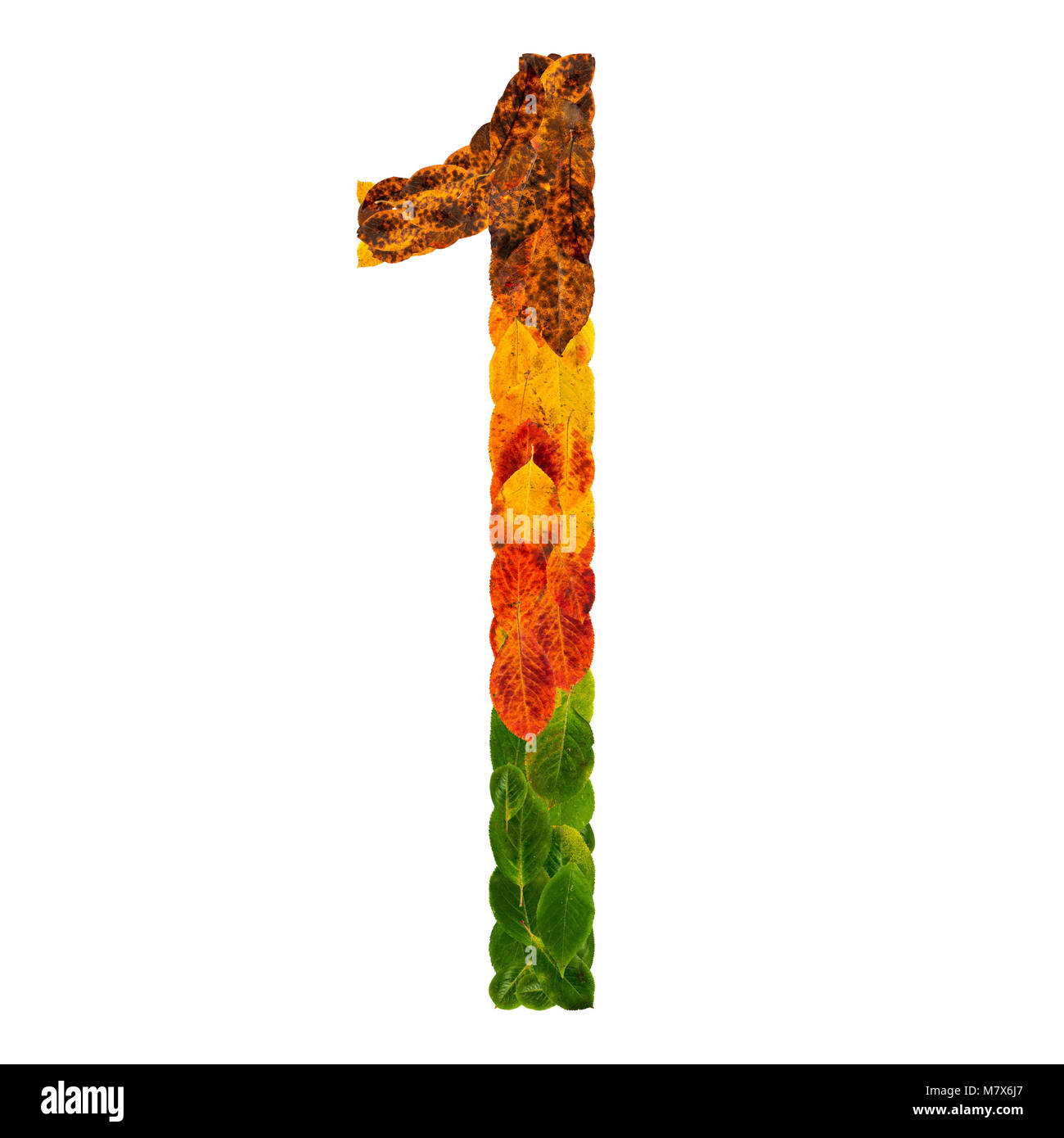Autumn leaves bright number one 1. Natural multi layers living leaves ...