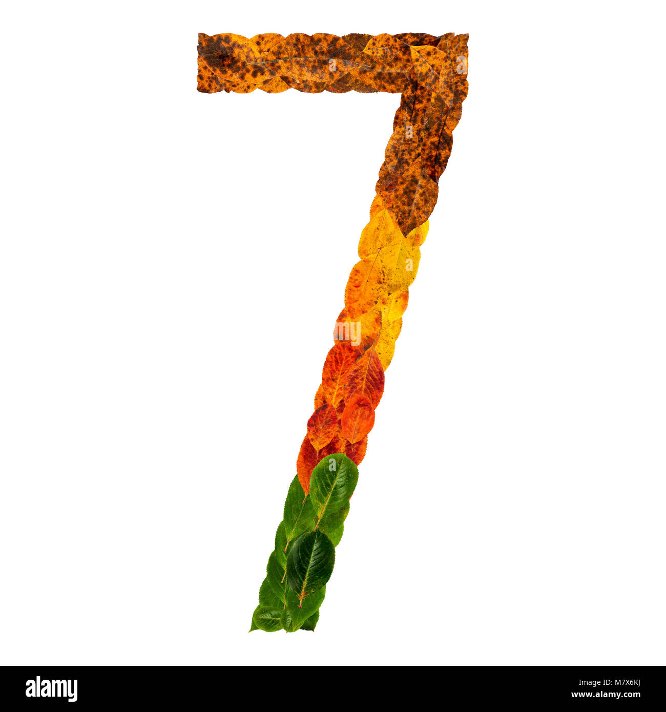 Autumn leaves bright number seven 7. Natural multi layers living leaves ...