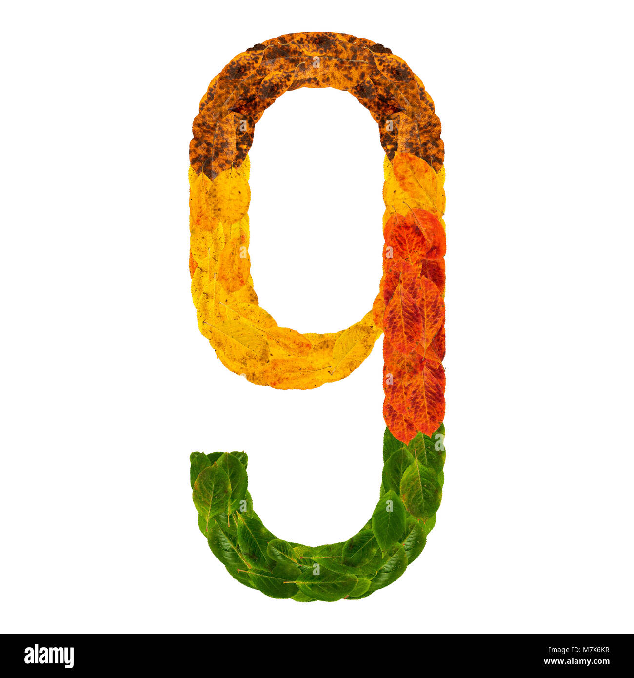 Autumn leaves bright number nine 9. Natural multi layers living leaves ...