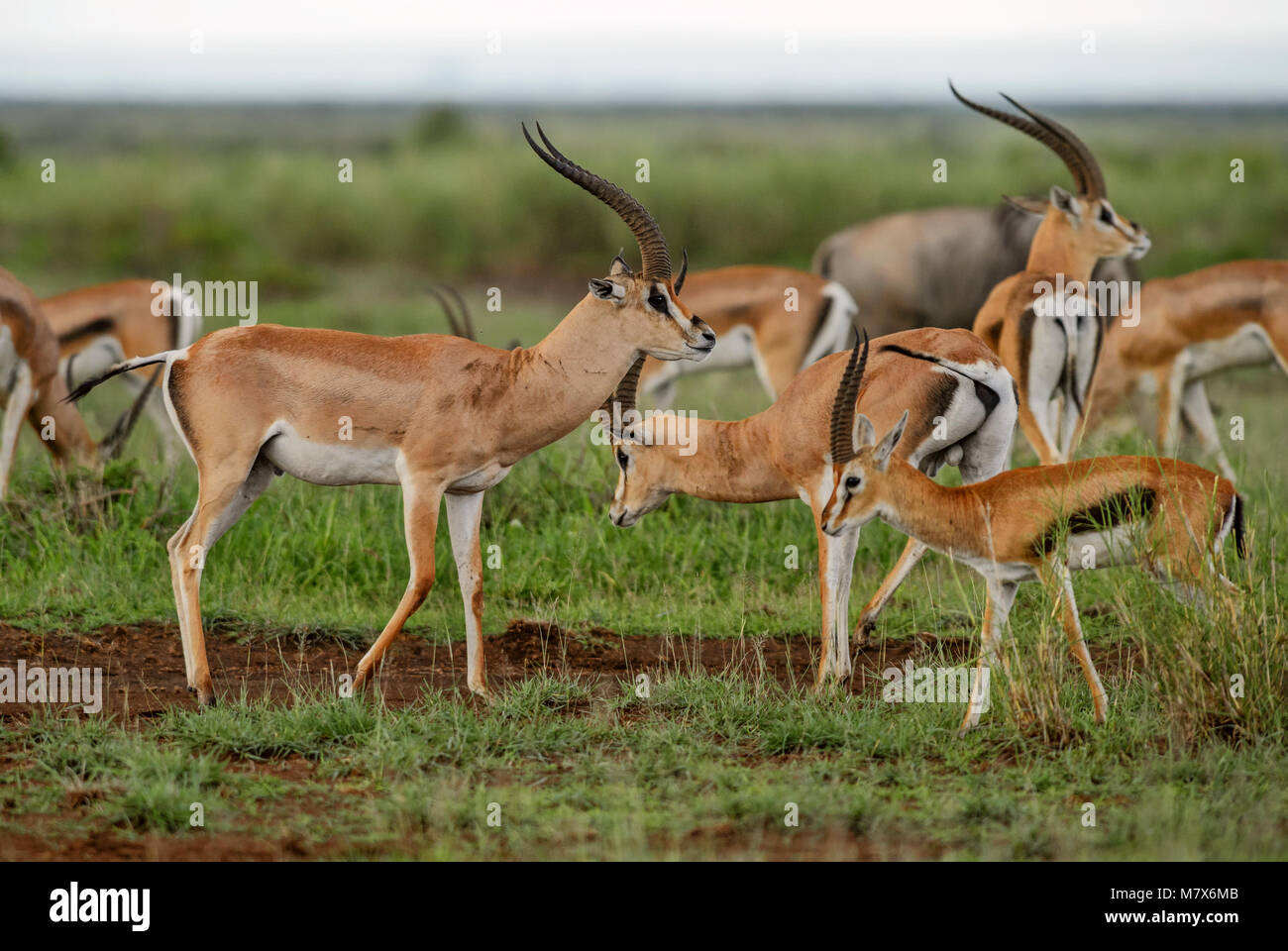 Grant's Gazelle - Nanger granti, small fast antelope from African ...