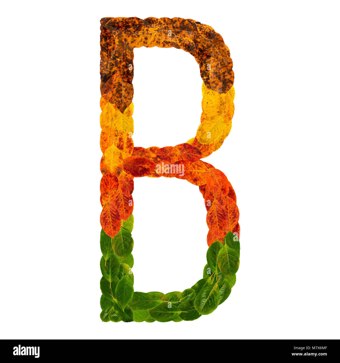 Letter B In Nature