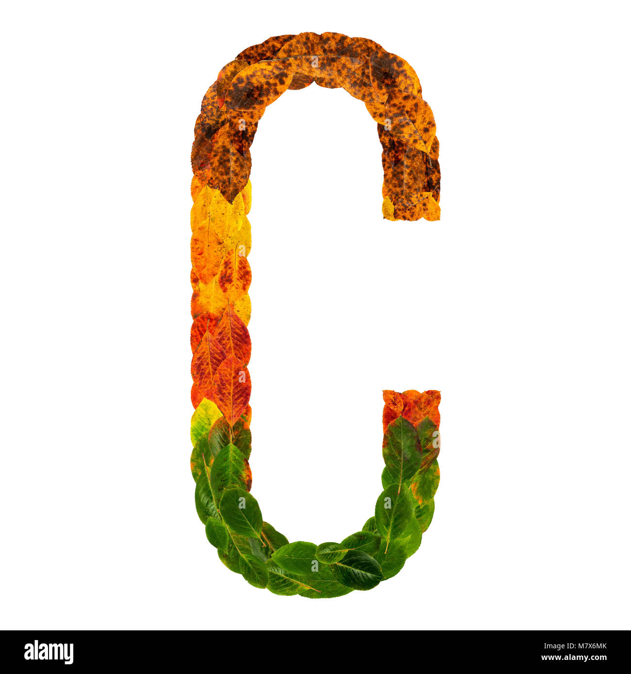 The Letter C In Nature