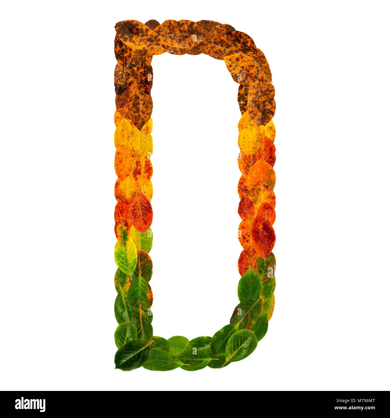 Autumn leaves bright letter D. Natural multi layers living leaves ...