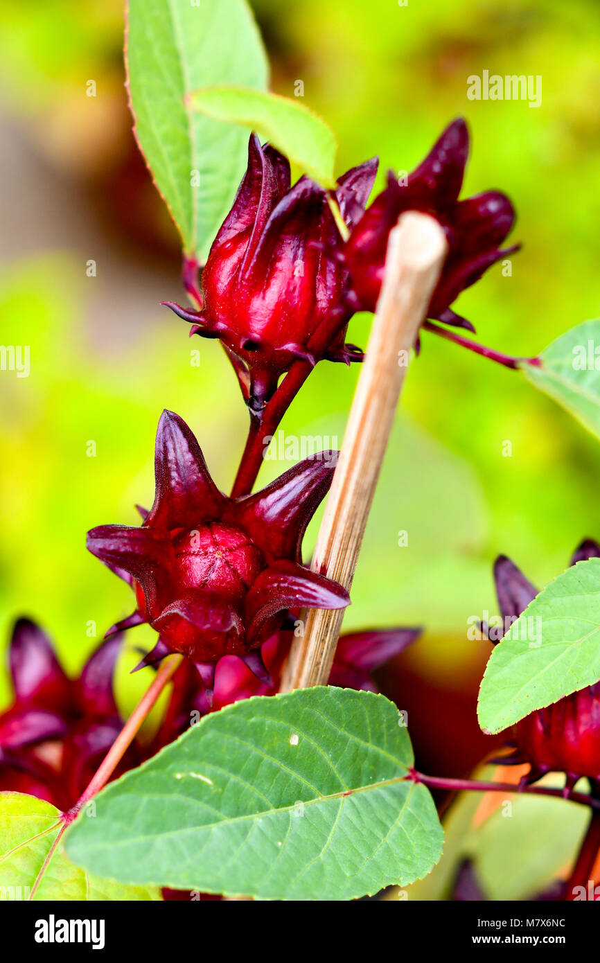 Red Roselle Fruits plant Stock Photo - Alamy