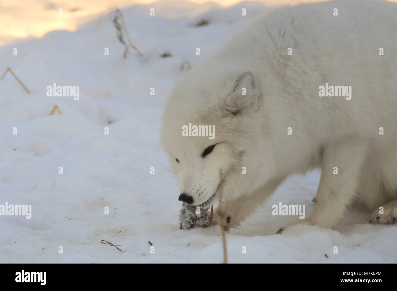 Arctic fox eating winter hi-res stock photography and images - Alamy