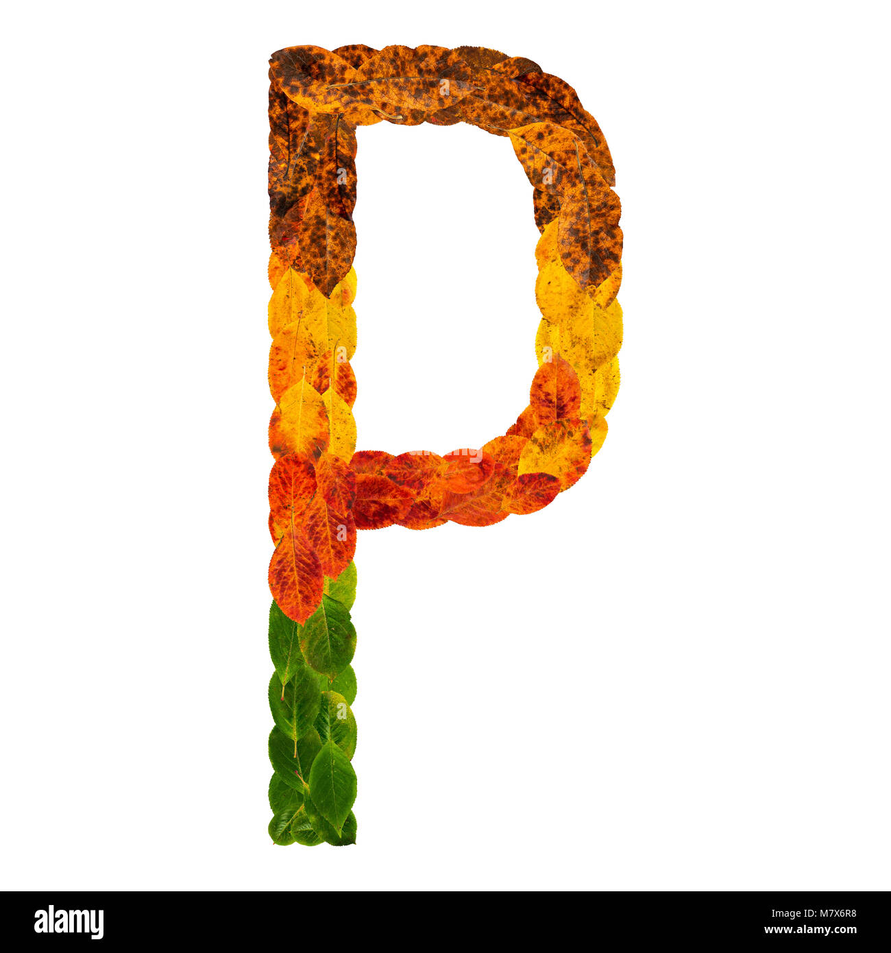 The Letter P In Nature