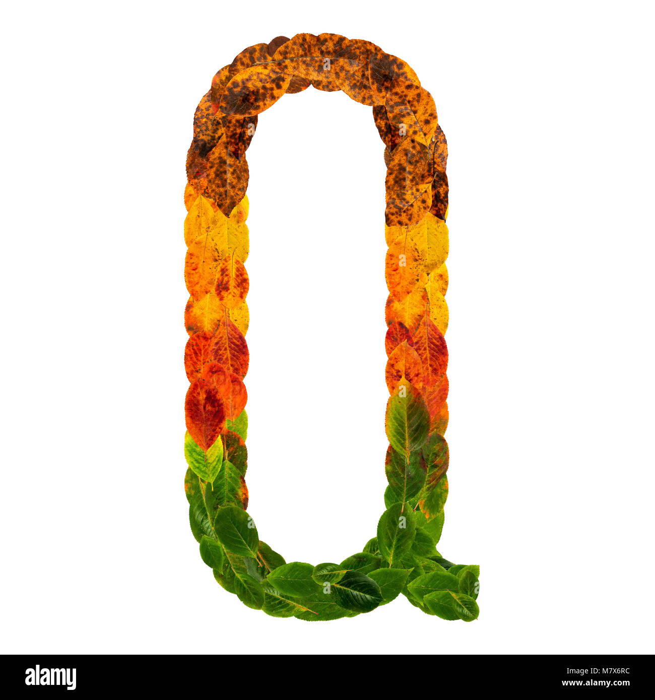 Autumn leaves bright letter Q. Natural multi layers living leaves ...