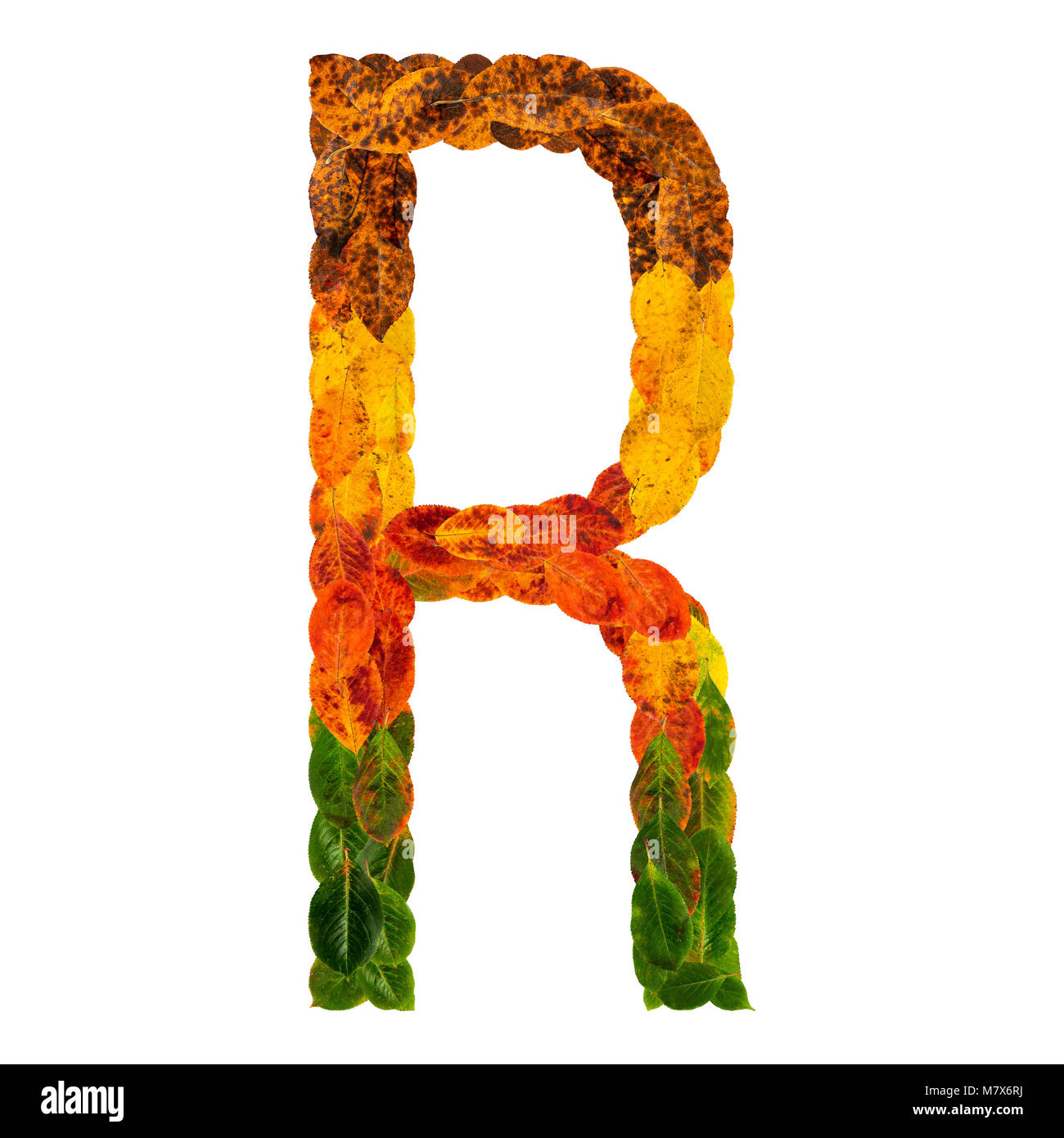 Autumn leaves bright letter R. Natural multi layers living leaves ...