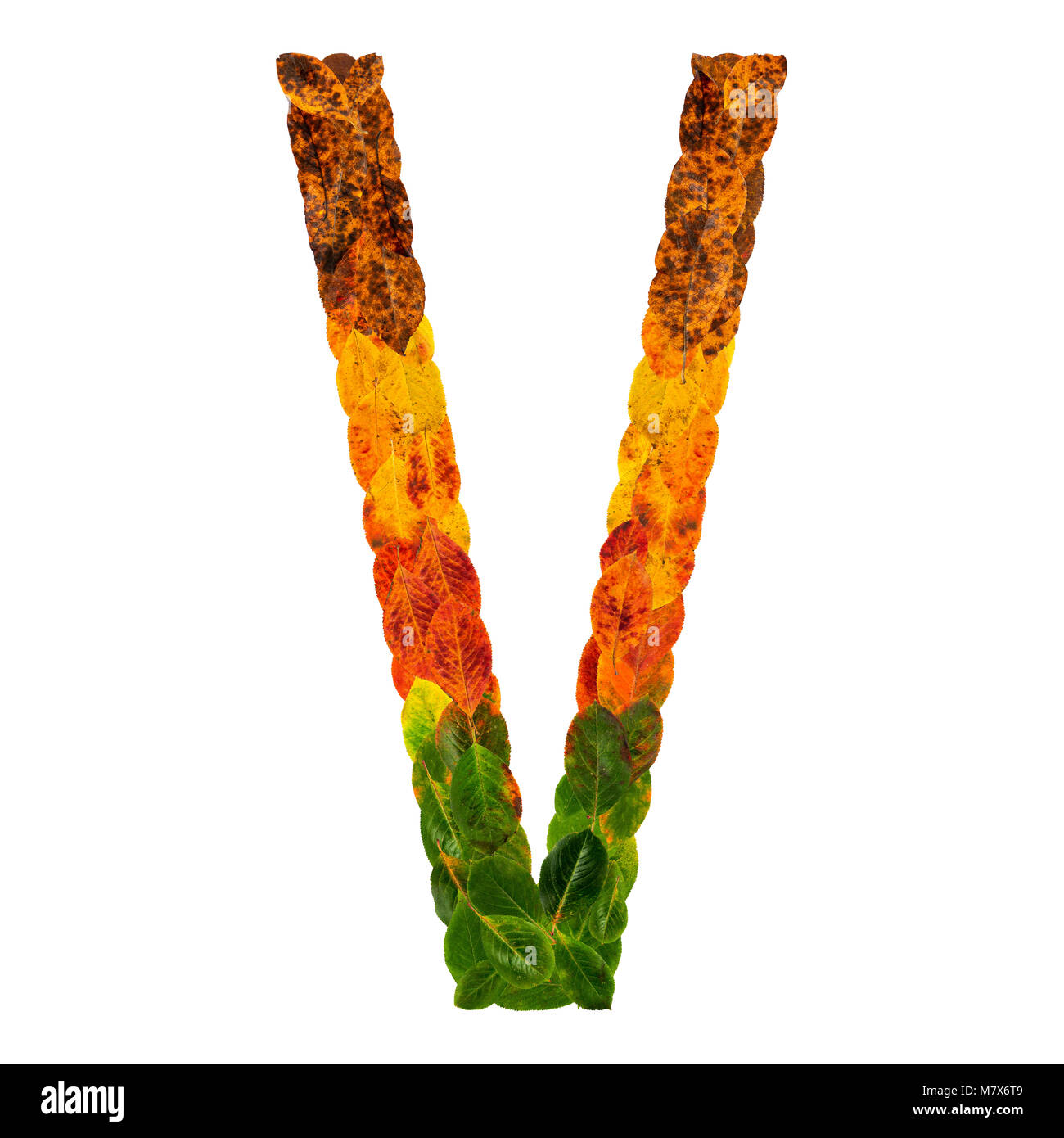 Autumn leaves bright letter V. Natural multi layers living leaves ...