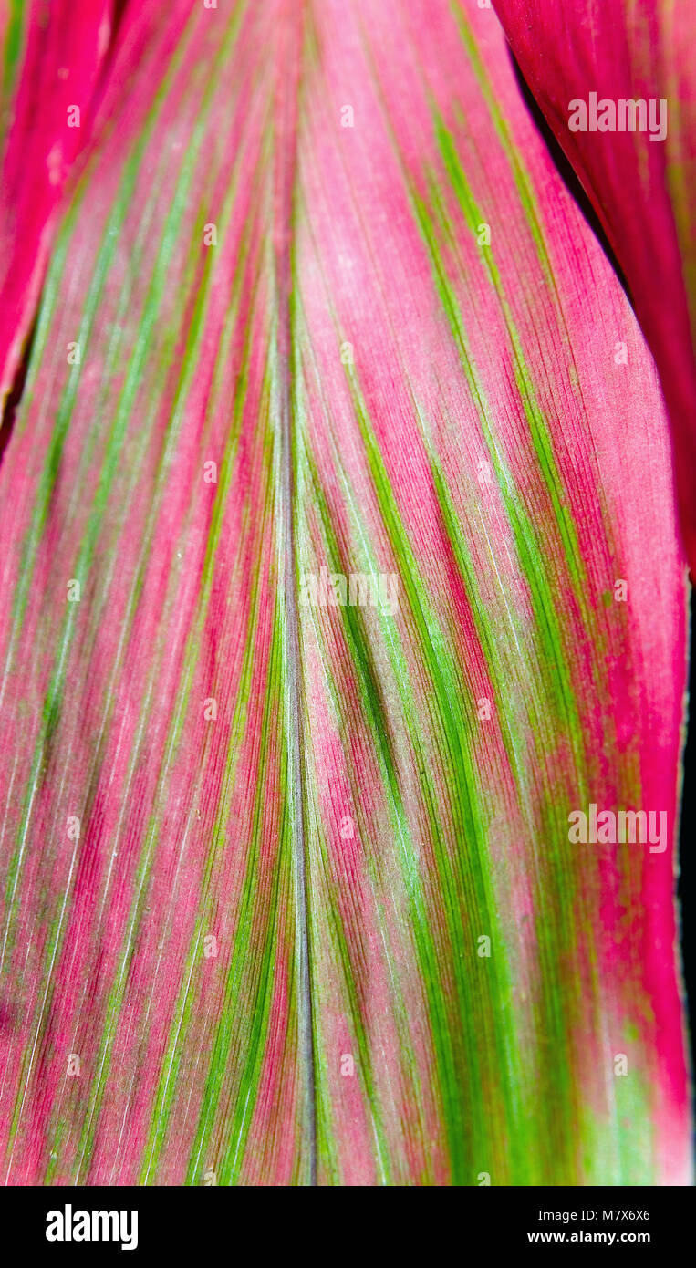 Beautiful multi-colored leaf of an exotic plant close-up. Thailand ...