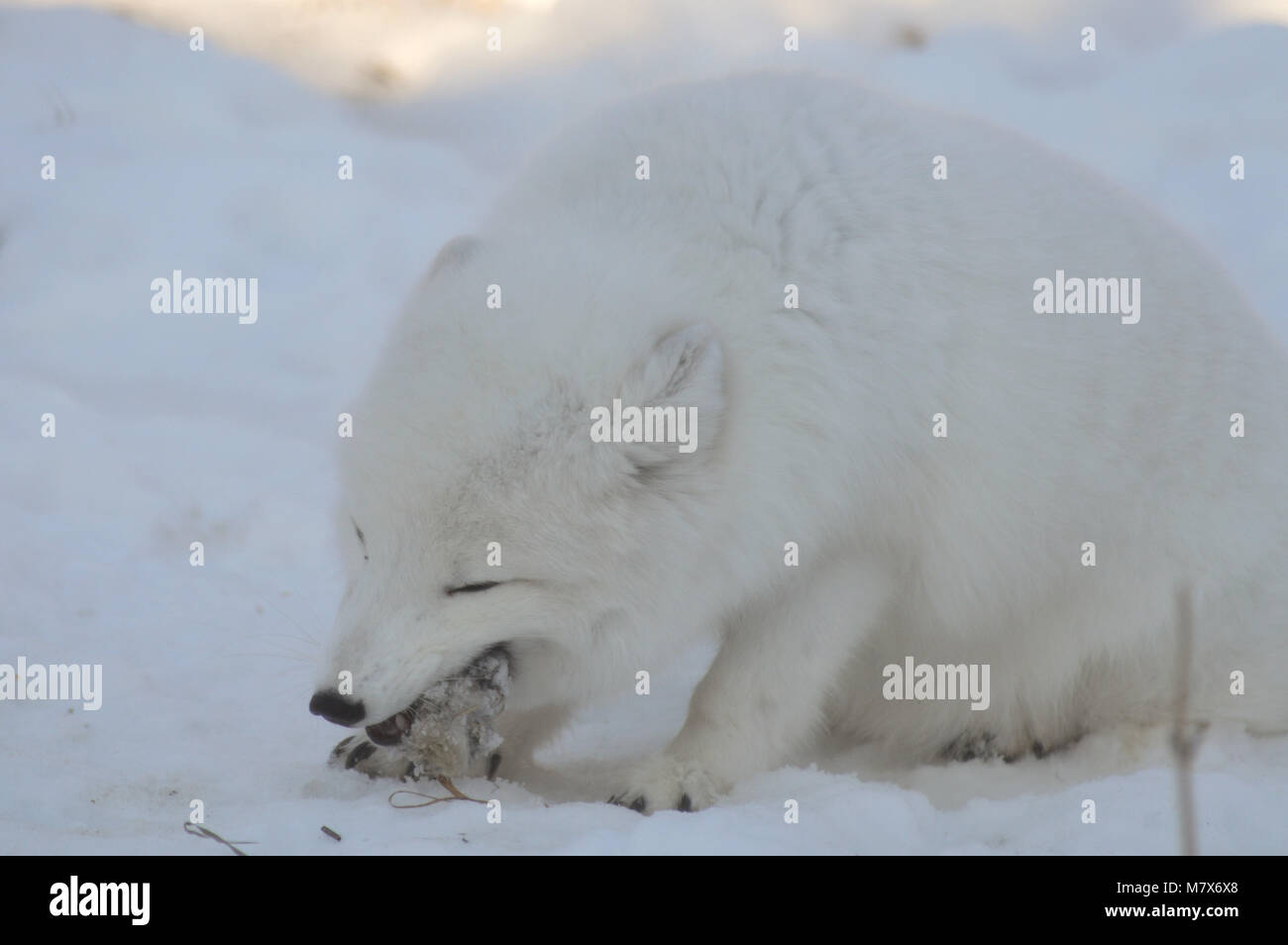 Arctic fox eating winter hi-res stock photography and images - Alamy