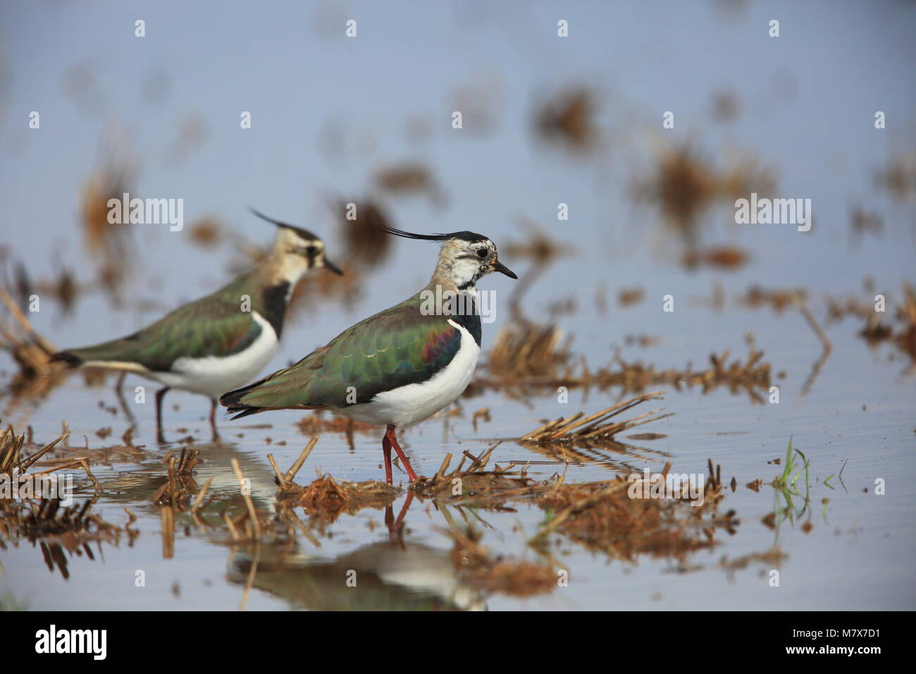 Northern lapwing migration hi-res stock photography and images - Alamy