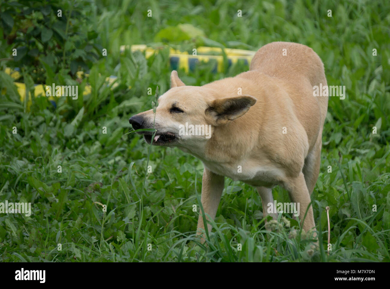 Why Does A Dog Bare His Teeth
