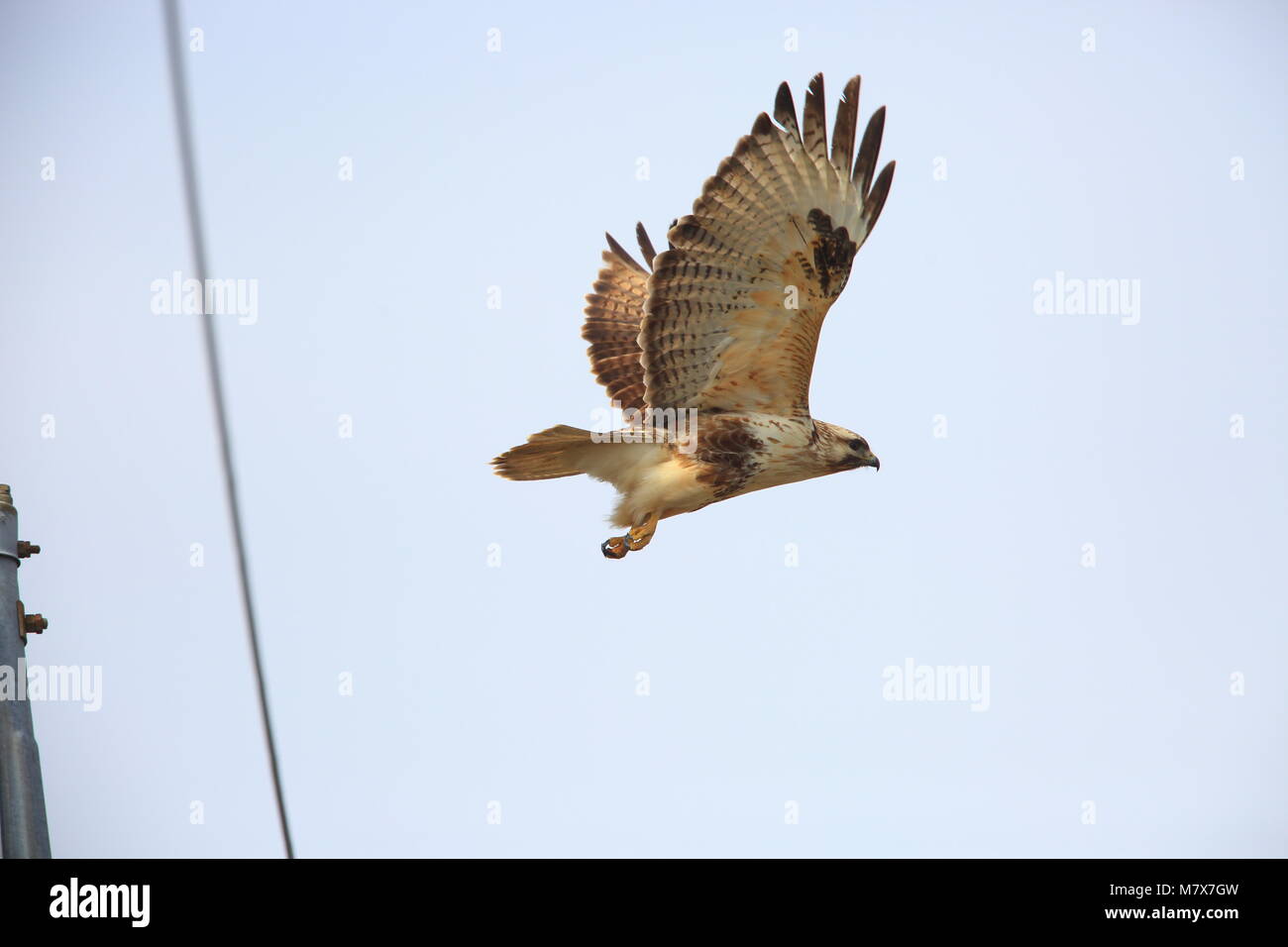 Eastern Buzzard or Japanese Buzzard (Buteo japonicus) in Japan Stock ...