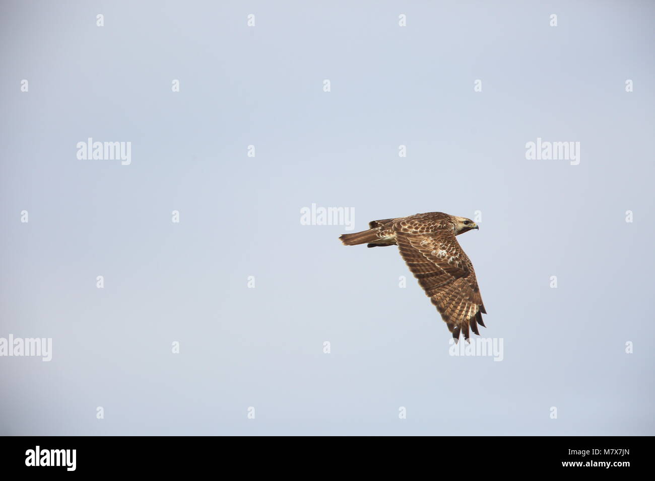 Eastern Buzzard or Japanese Buzzard (Buteo japonicus) in Japan Stock ...