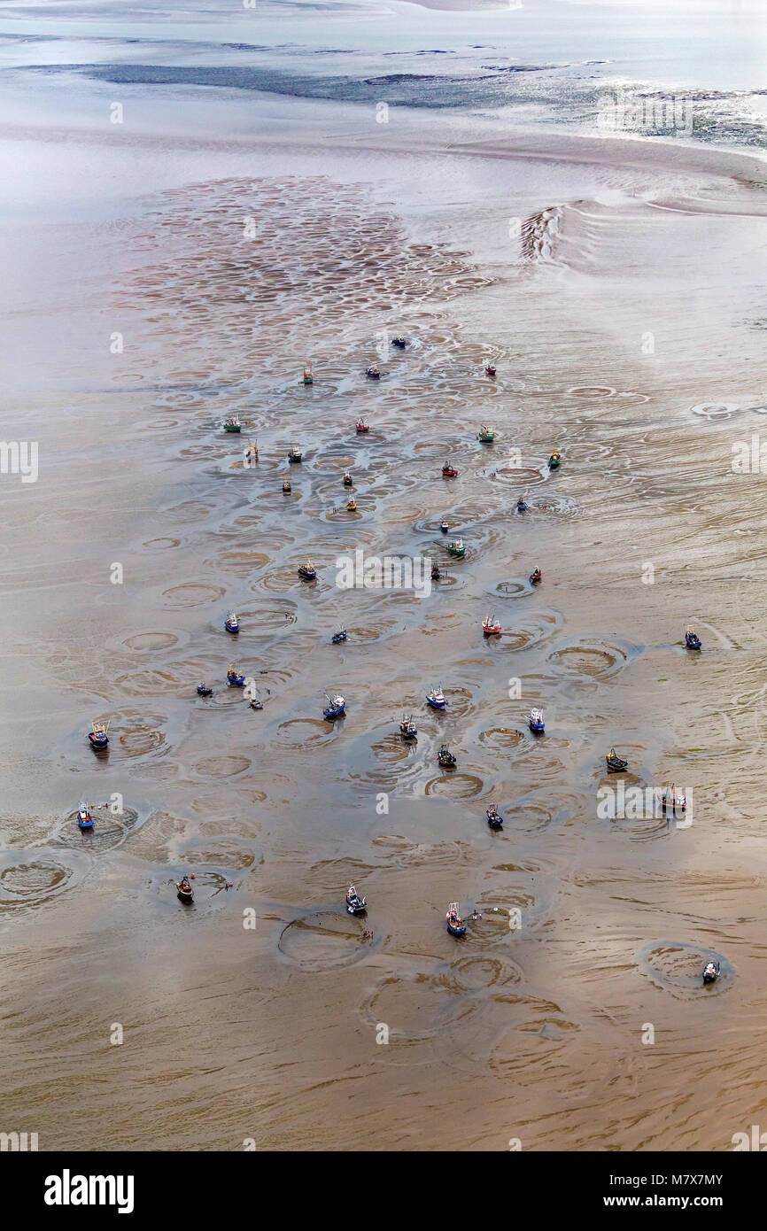 Controversial methods of Cockle fishing. Cockle boats at low tide in ...