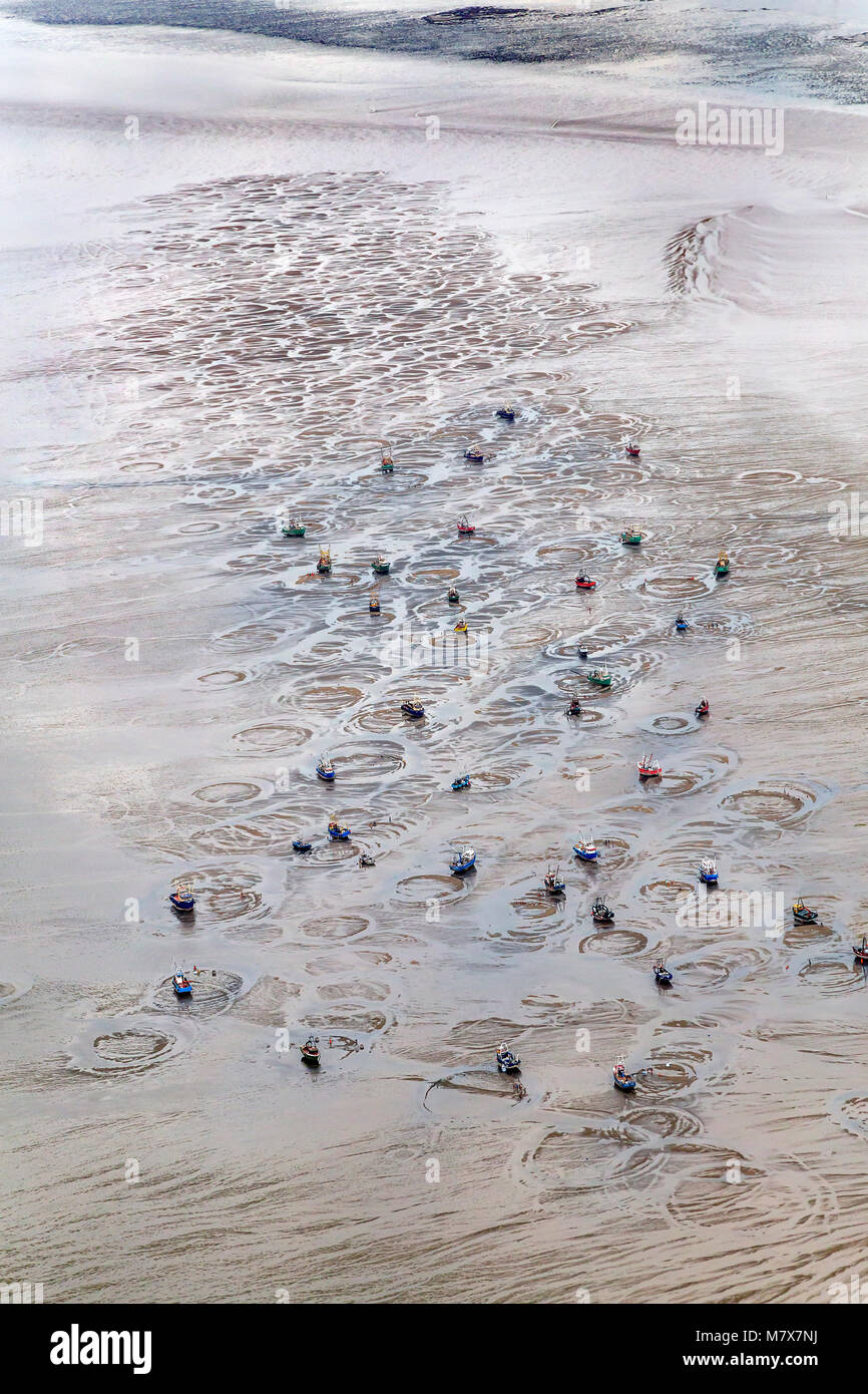 Controversial methods of Cockle fishing. Cockle boats at low tide in ...