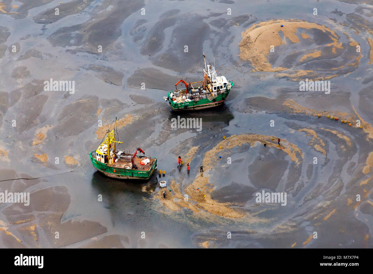 Controversial methods of Cockle fishing. Cockle boats at low tide in ...