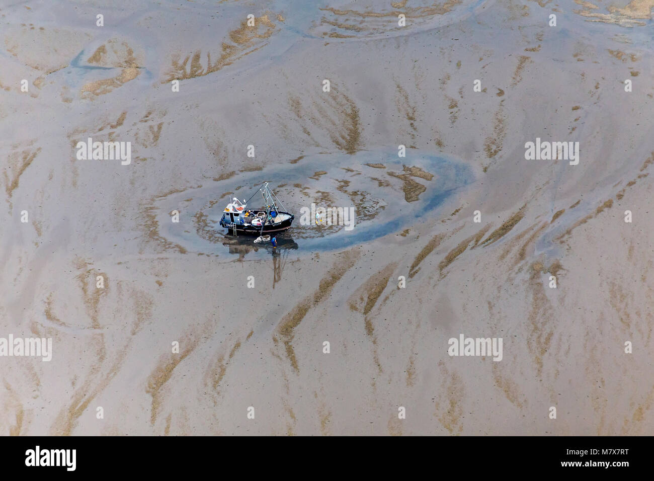 Controversial methods of Cockle fishing. Cockle boats at low tide in ...