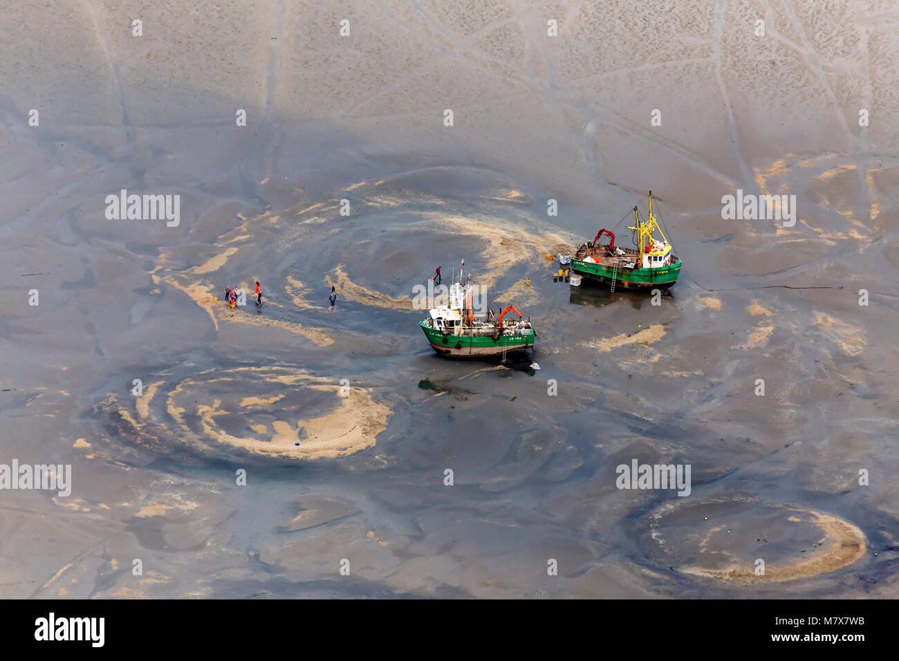 Controversial methods of Cockle fishing. Cockle boats at low tide in ...