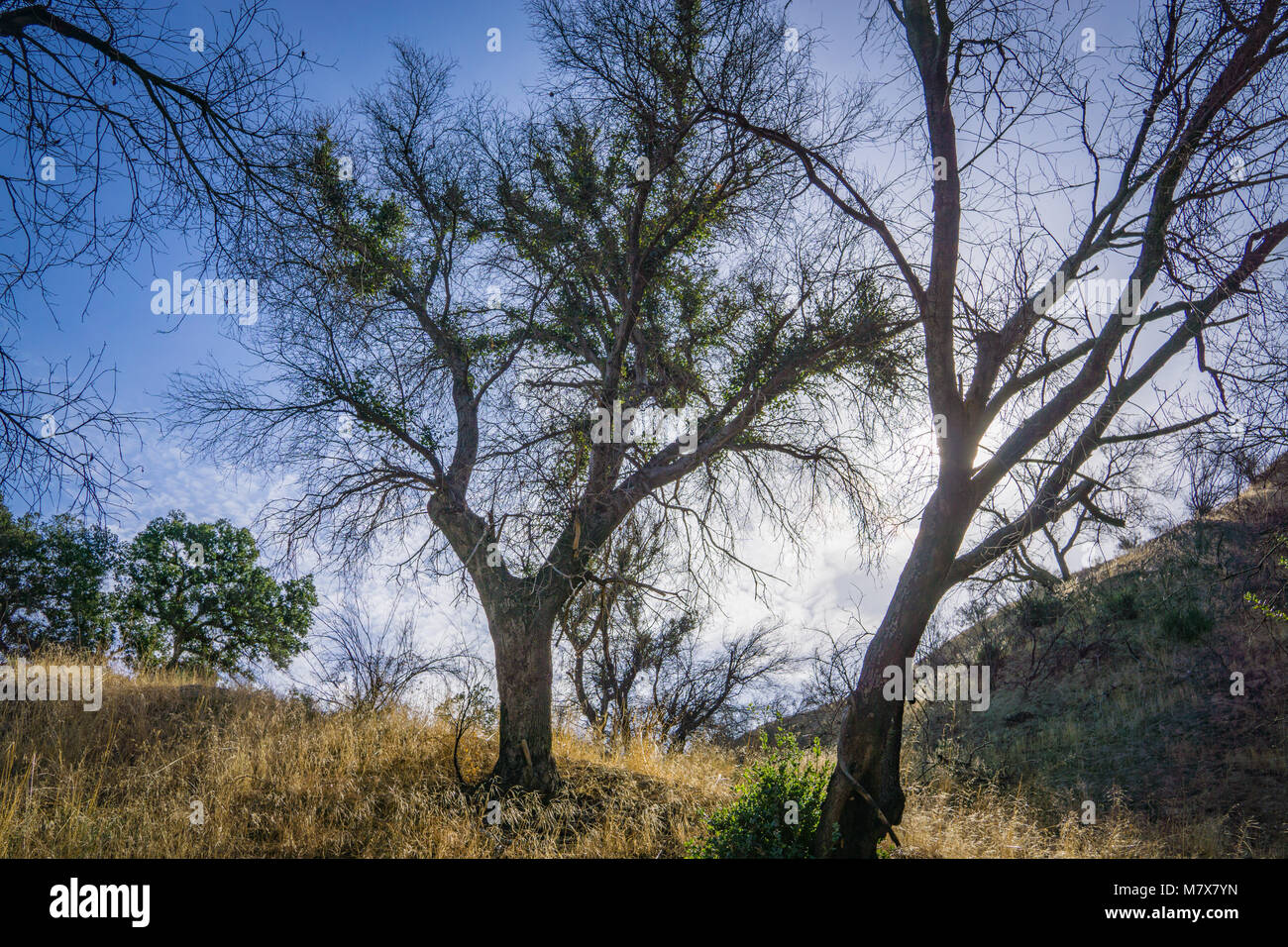 Trees grow in the canyons of Los Angeles county's nature areas Stock ...