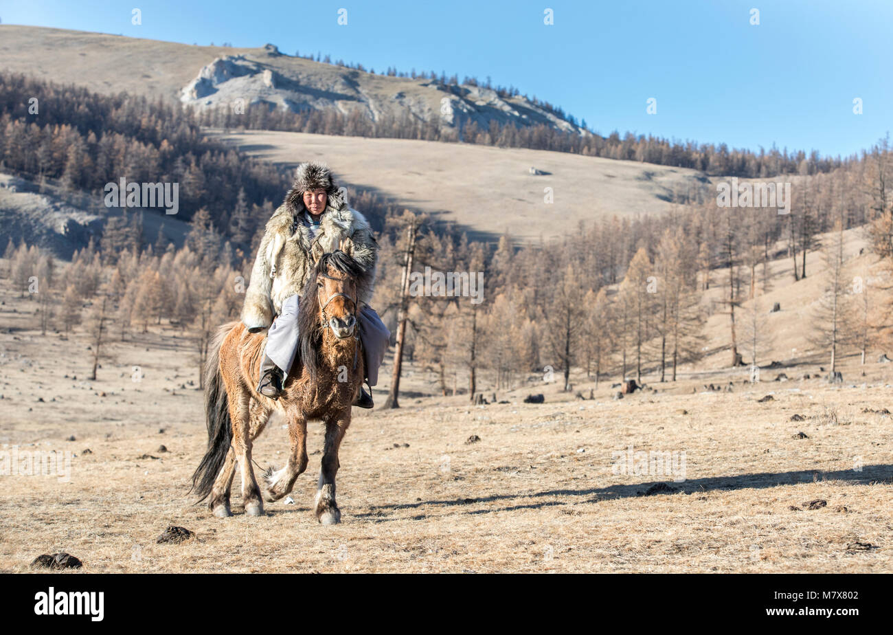 mongolian man wearing a wolf skin jacket, riding his horse in a steppe ...