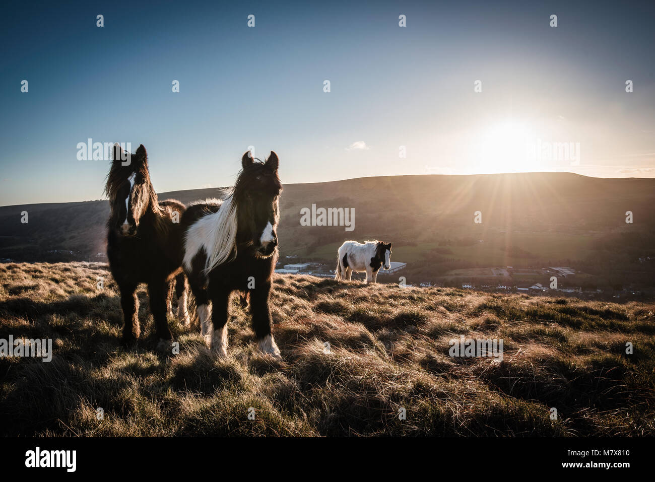 Wild Horses at Sunset Stock Photo - Alamy
