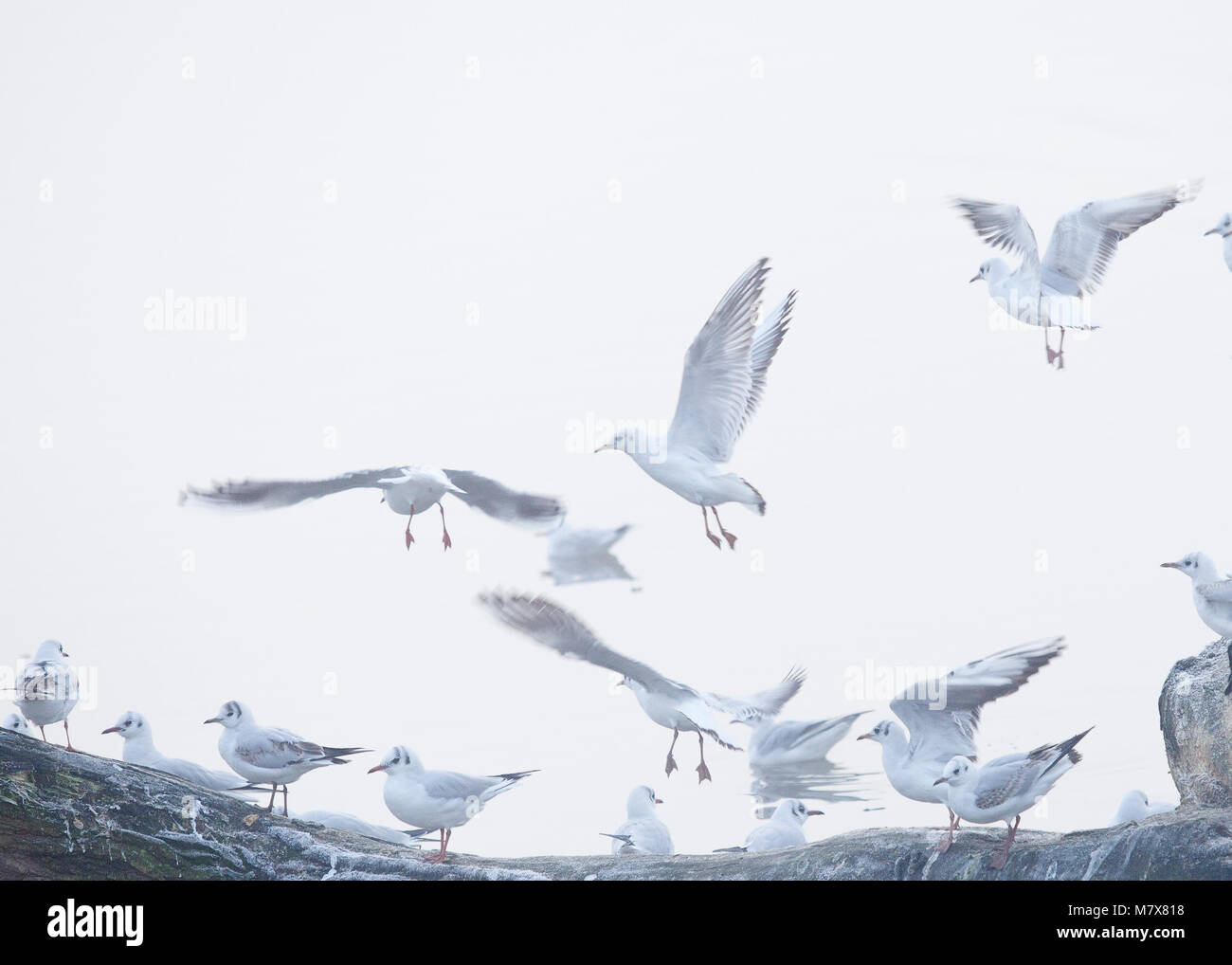 Seagulls in flight hi-res stock photography and images - Alamy