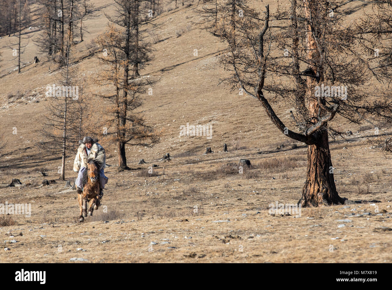 mongolian man wearing a wolf skin jacket, riding his horse in a steppe ...