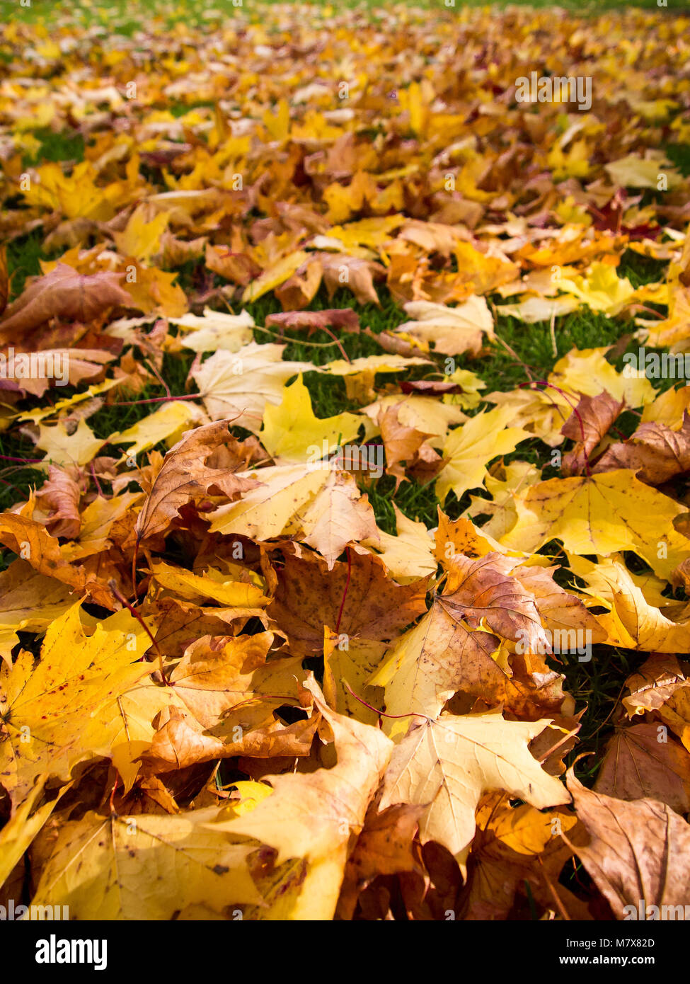 Colourful Autumn Leaves Stock Photo - Alamy