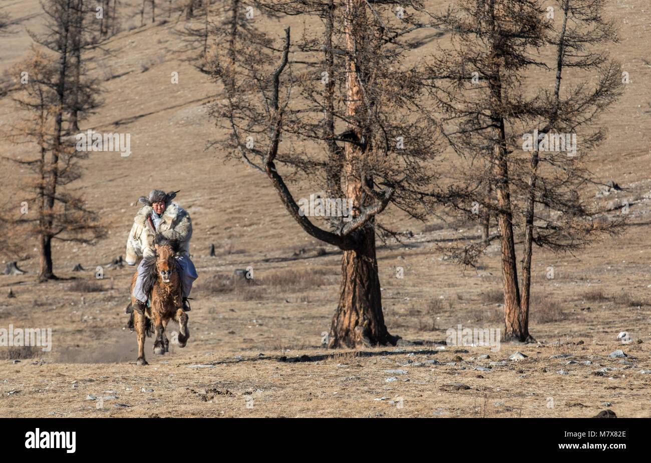 mongolian man wearing a wolf skin jacket, riding his horse in a steppe ...