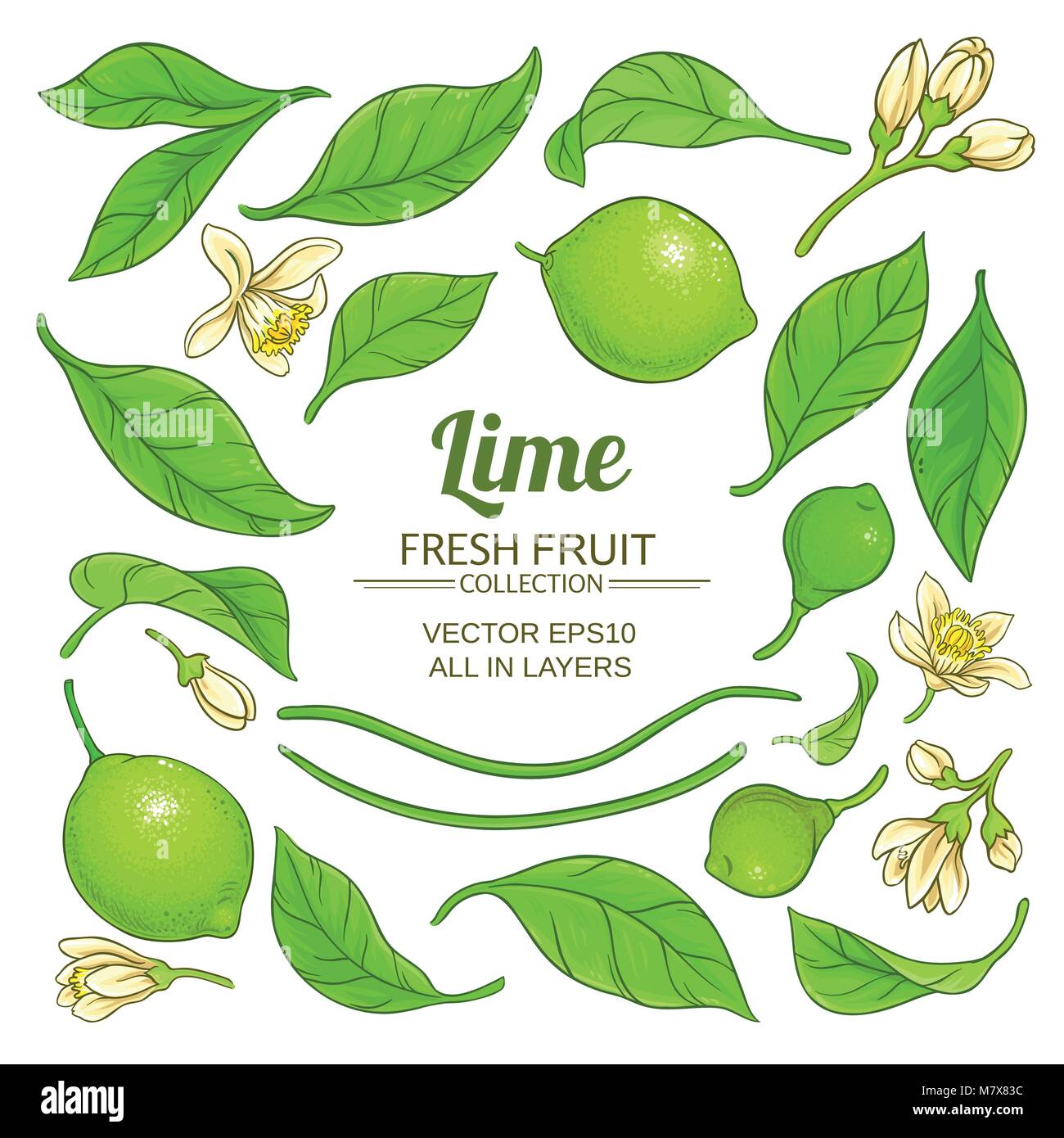 lime elements vector set on white background Stock Vector Image & Art ...