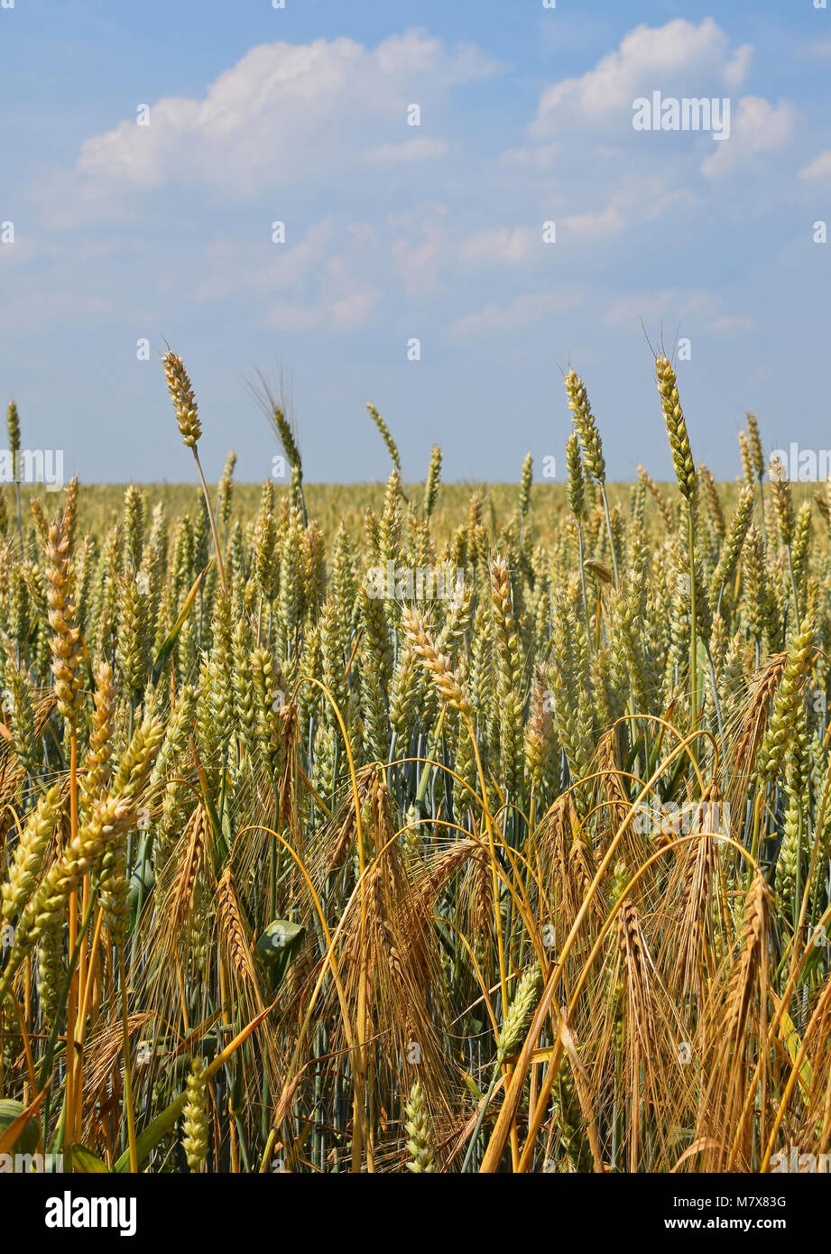 Close up field of green and ripe wheat or rye ears under clear blue sky ...