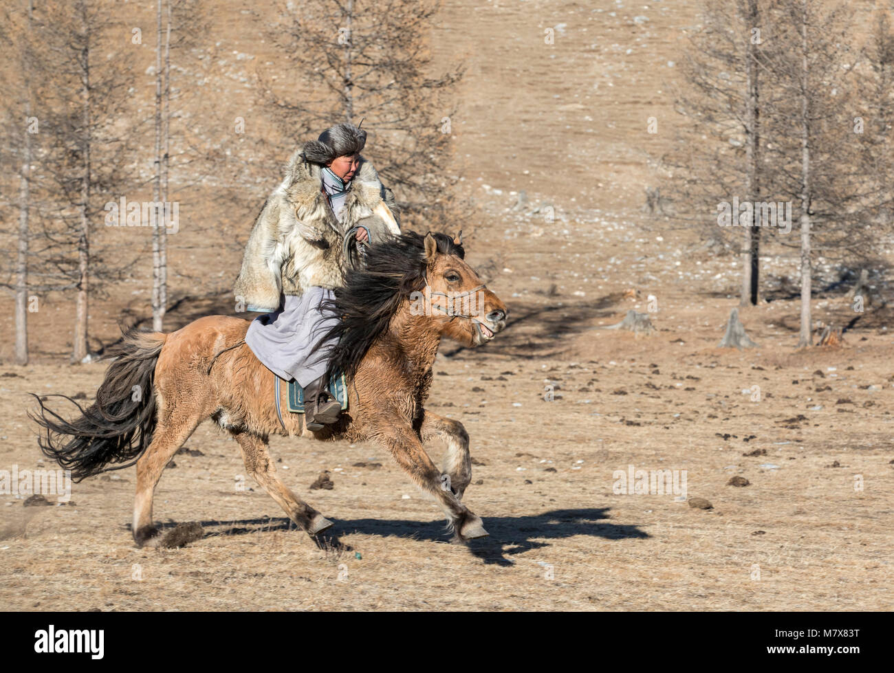mongolian man wearing a wolf skin jacket, riding his horse in a steppe ...