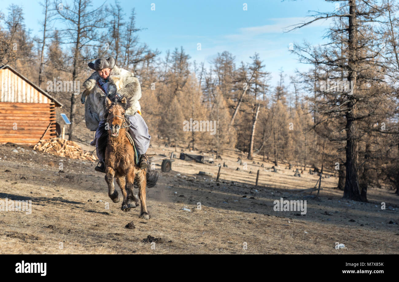 mongolian man wearing a wolf skin jacket, riding his horse in a steppe ...