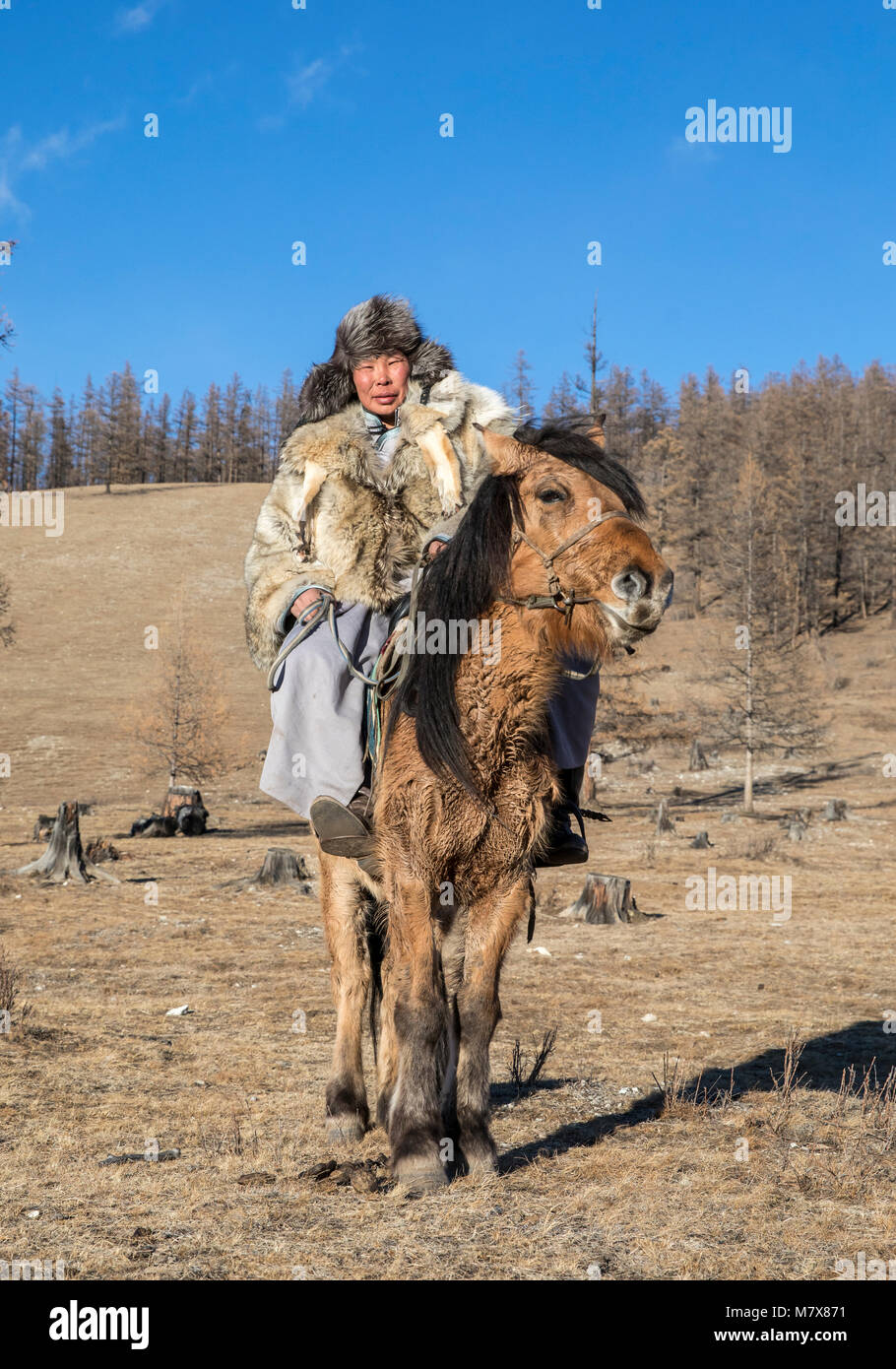 mongolian man wearing a wolf skin jacket, riding his horse in a steppe ...