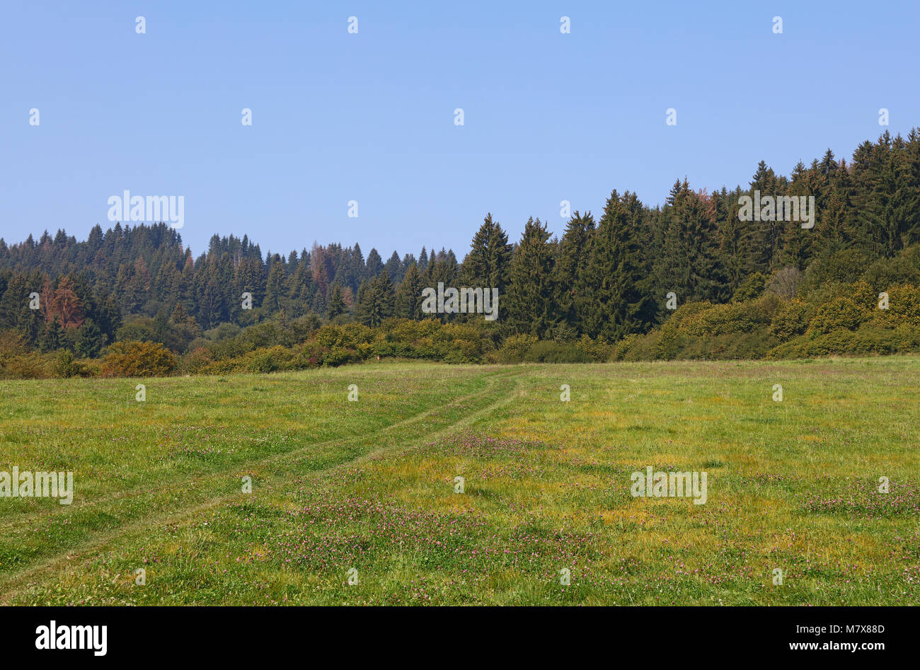 Beautiful tranquil rural scene landscape with green meadow field ...