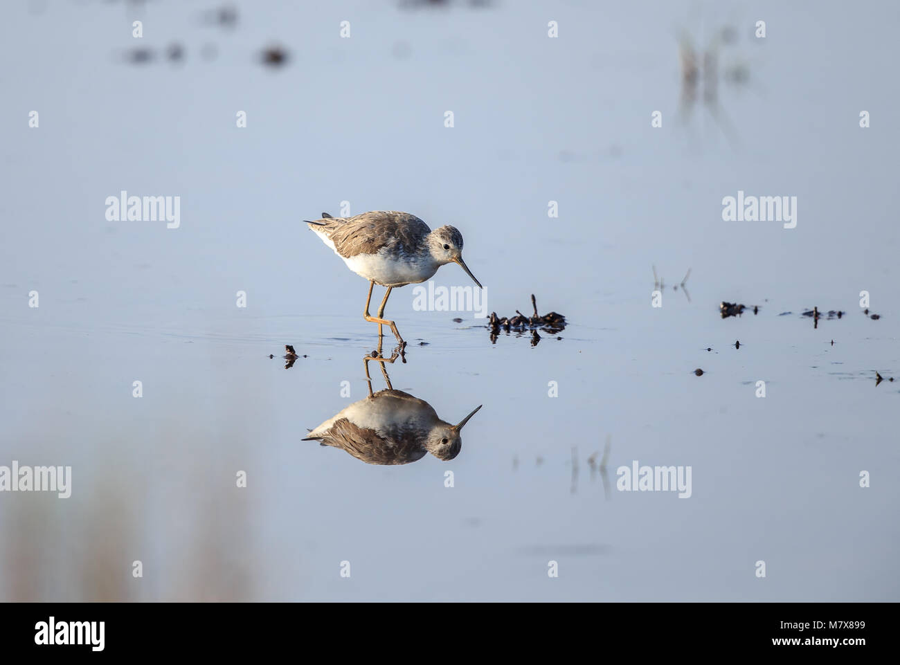 The marsh sandpiper is a small wader. It is a rather small shank, and ...