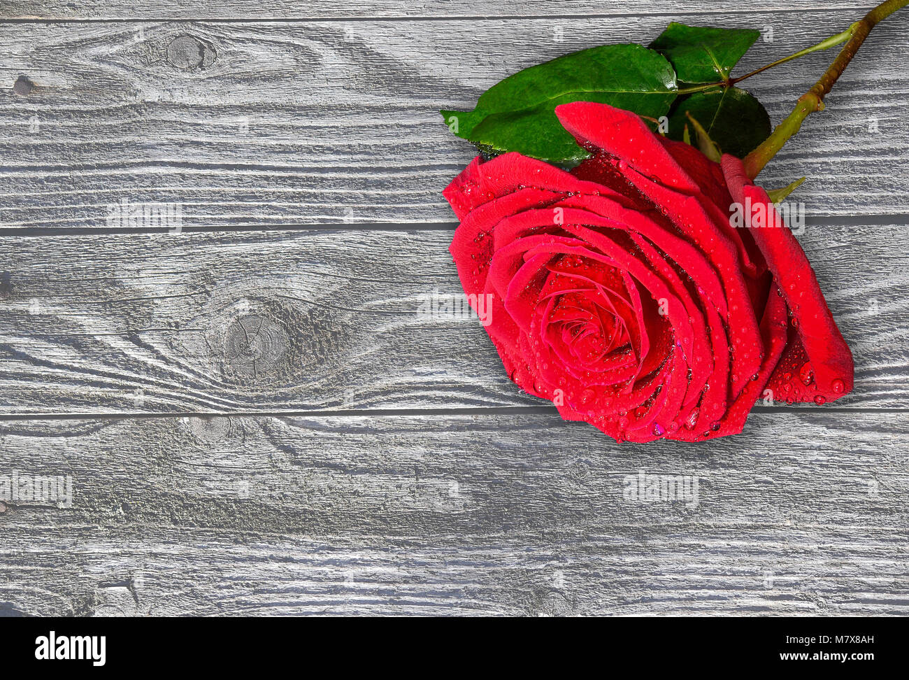 Beautiful single red wet rose with water drops on a toned rustic wooden ...