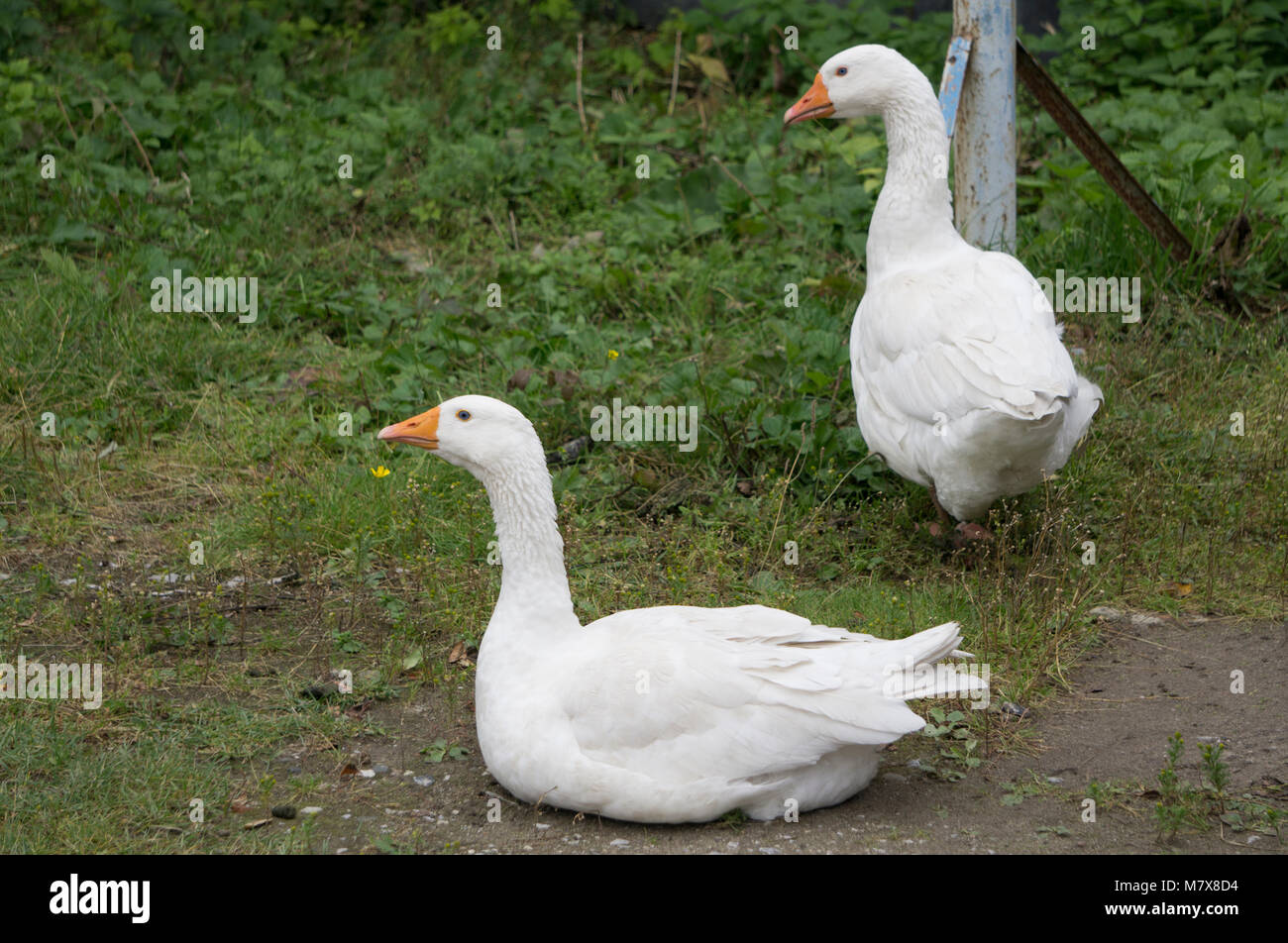 white geese in the yard Stock Photo - Alamy
