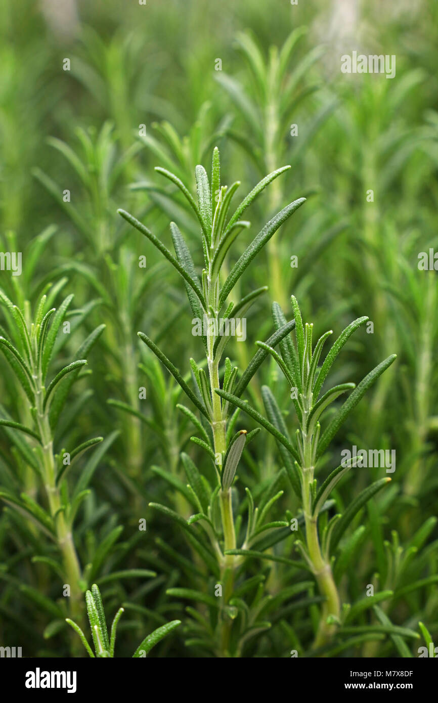 Green fresh rosemary spicy herb (Rosmarinus officinalis) sprouts ...