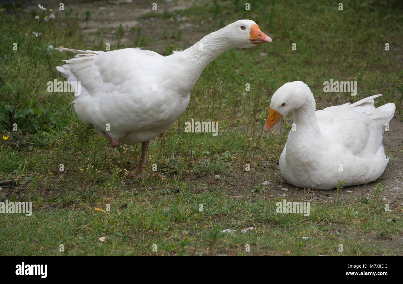 two geese home on the street Stock Photo - Alamy