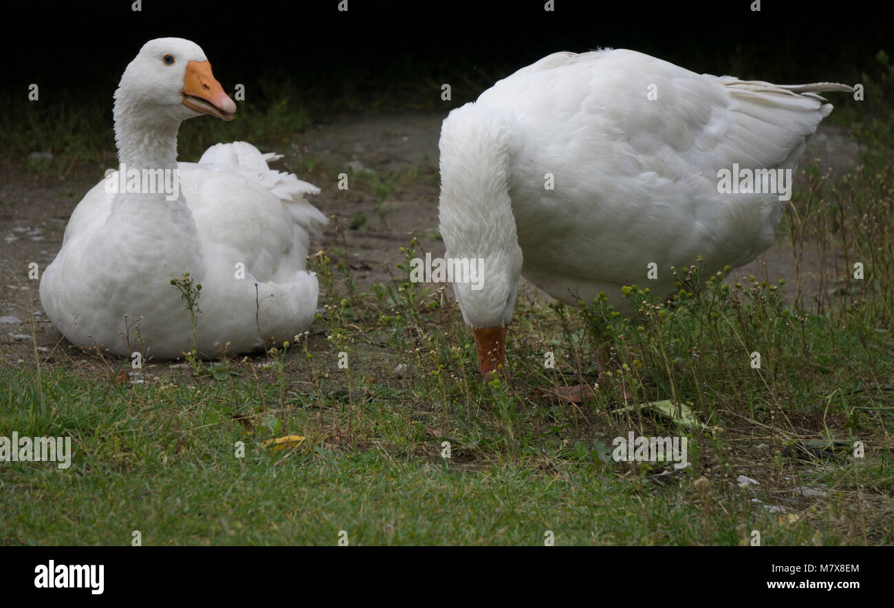 two geese home on the street Stock Photo - Alamy